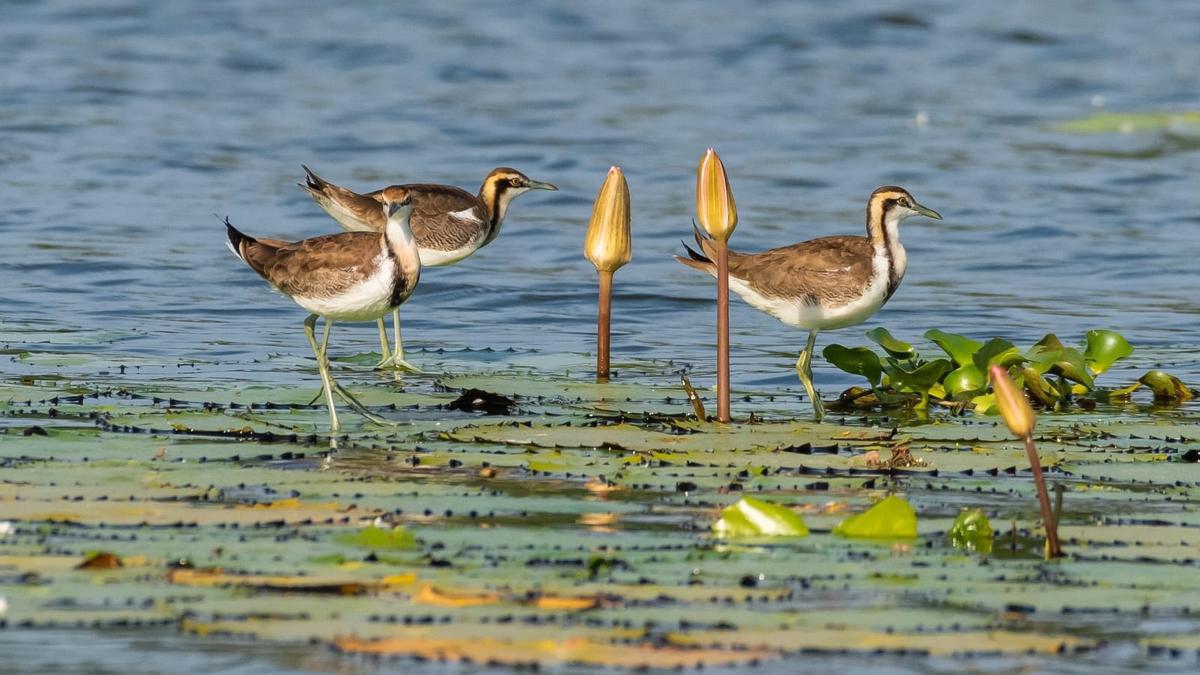 Three-day Tamirabharani Waterbird Count from January 27 - The Hindu