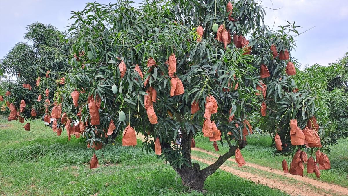 Damage-control measures launched to save mango crop from further ...