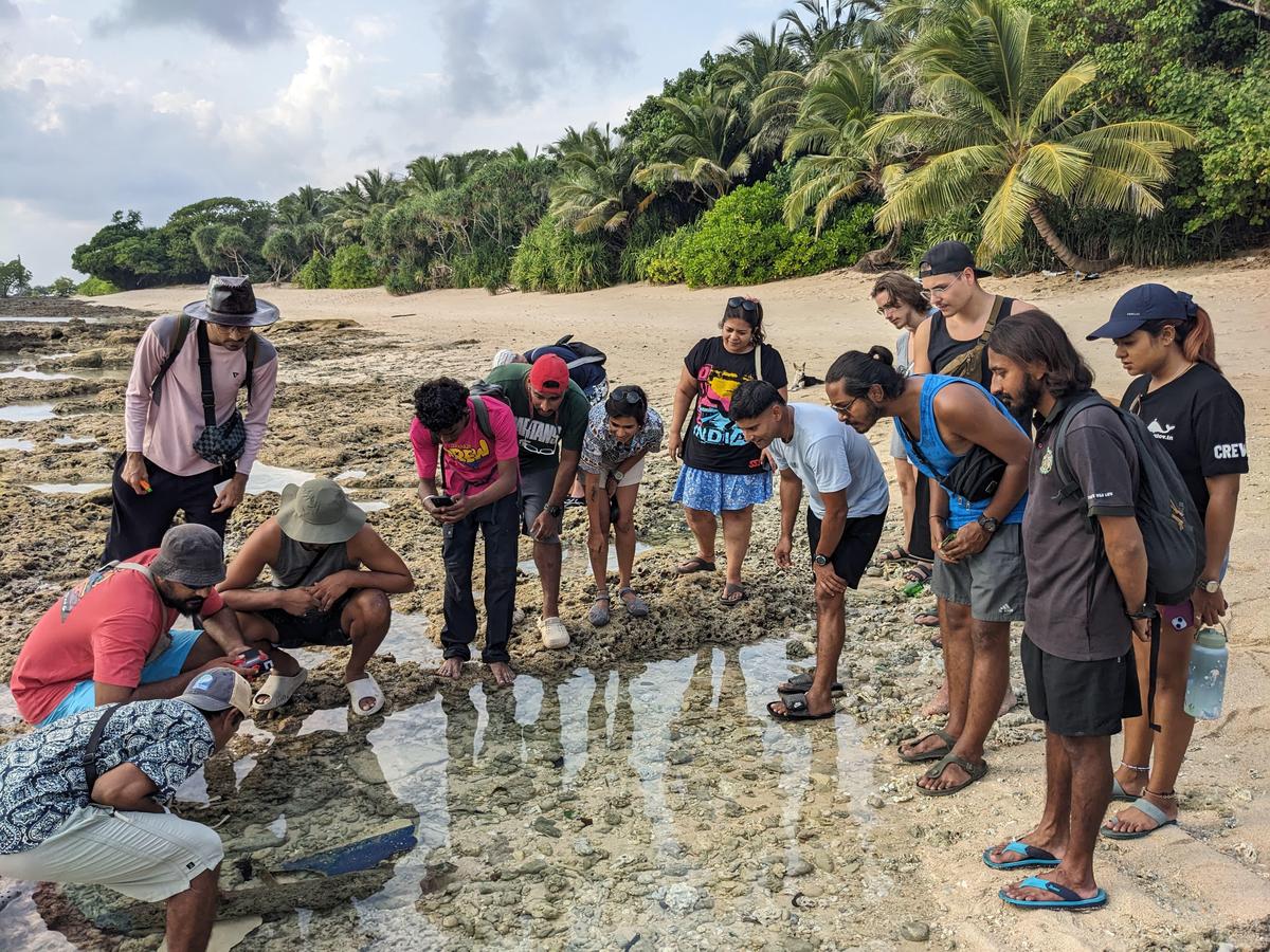 The first Intertidal Bioblitz uncovers marine wonders in India’s coasts ...