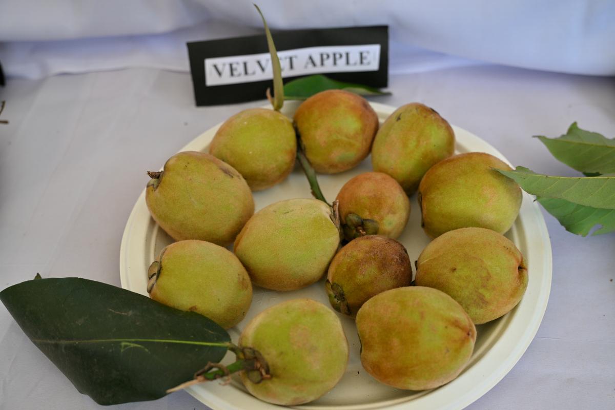 10214_23_7_2024_17_14_3_1__SAT0522.JPG - The Hindu