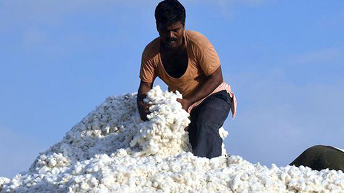 Duty waiver for cotton import likely to end on September 30 - The Hindu