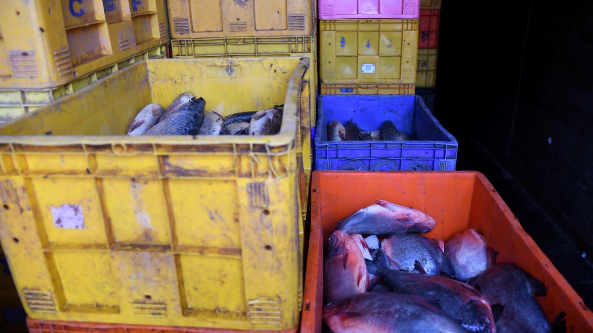 Four tonnes of stale, stinking fish seized at Maradu - The Hindu