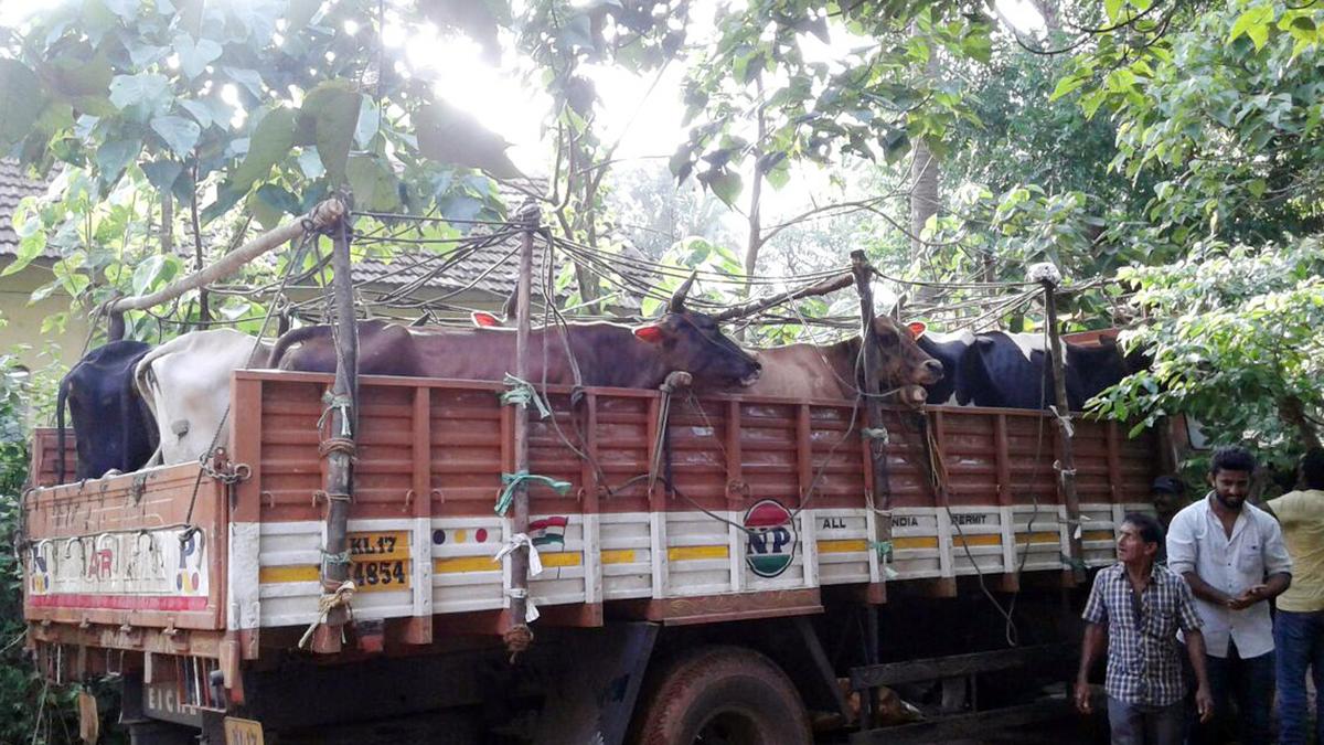 5 arrested in Karnataka on the charge of illegal transportation of cows ...
