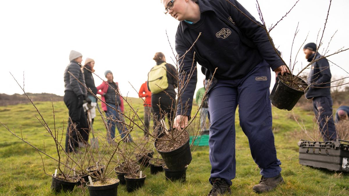 Secret planting operation boosts critically endangered Welsh shrub ...