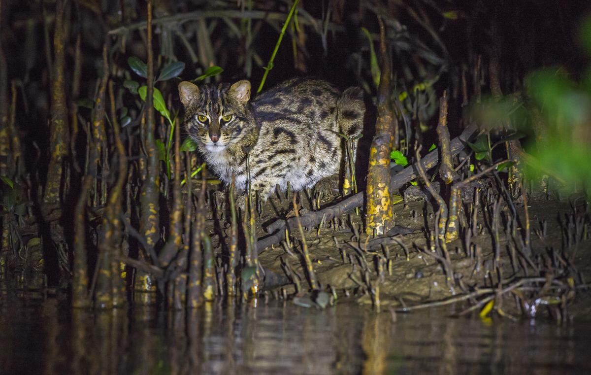 Time to collar the cat - The Hindu