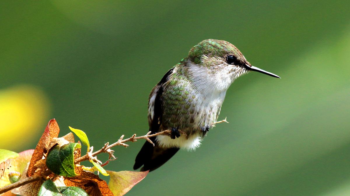 Aztec hummingbirds, Indian sunbirds - The Hindu