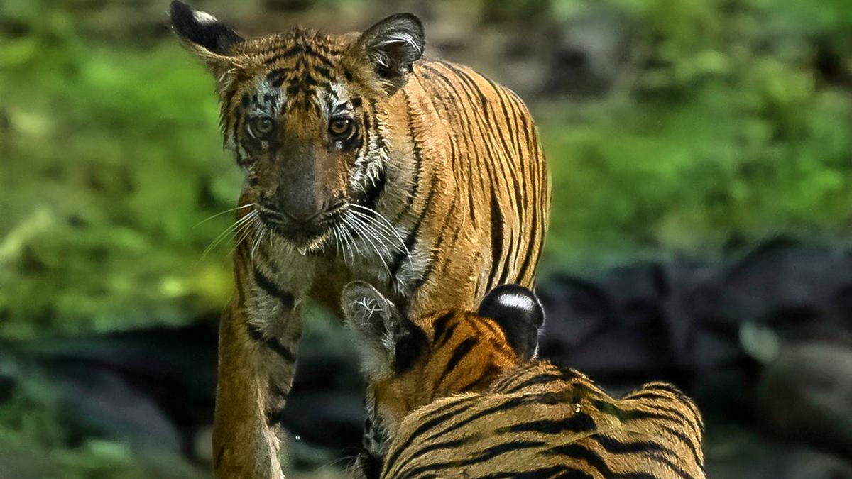 Doctor-turned-lensman gets praise for shooting 3 generations of a tiger ...