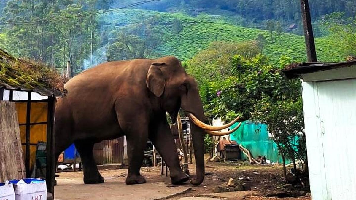 Wild tusker Padayappa enters human habitation again in Devikulam - The ...