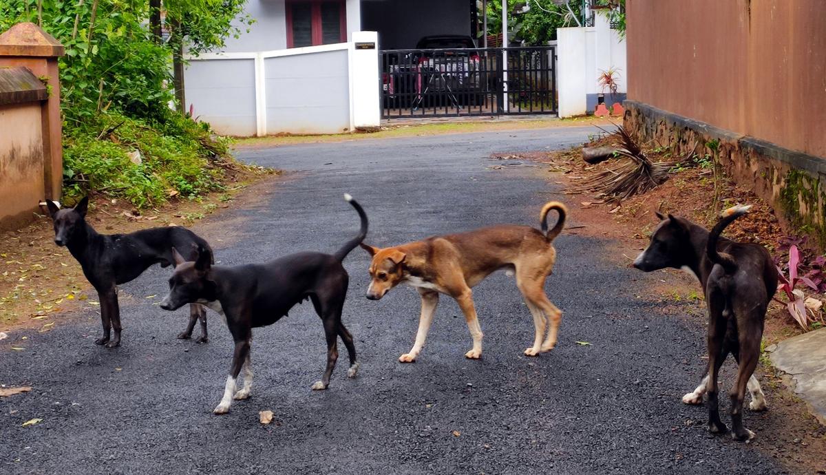 The rise of zoonotic viral and bacterial disease deaths in Kerala - The ...