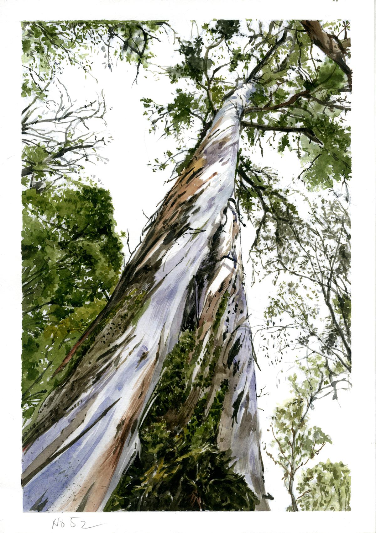 Documenting India’s iconic trees: from a giant sequoia in Jammu to a ...