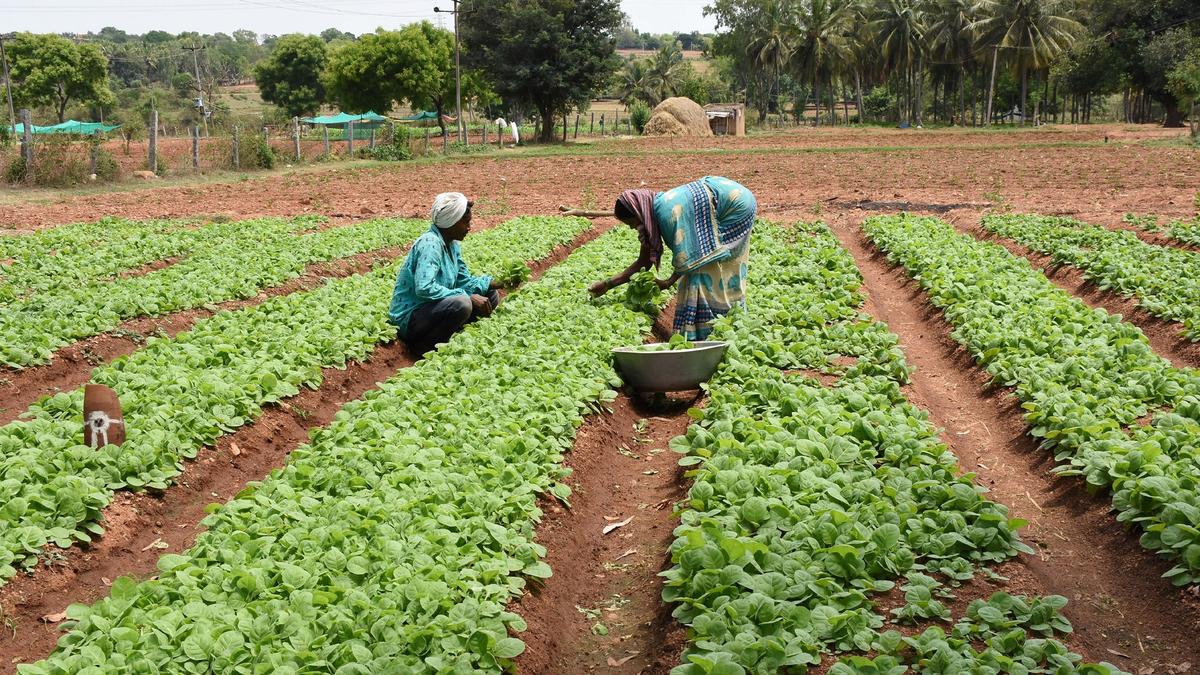 Tobacco crop size fixed at 100 million kg for 2023-24 - The Hindu