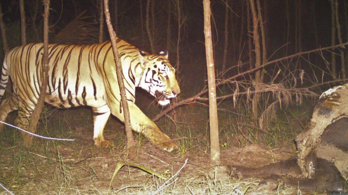 Andhra Pradesh: Is the stray Bengal Tiger adapting to its new habitat ...