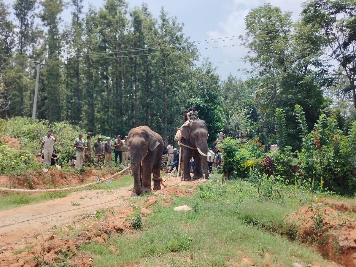 elephant attack human