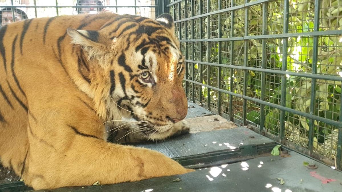 Injured tiger trapped, released into wild after treatment in Anamalai ...