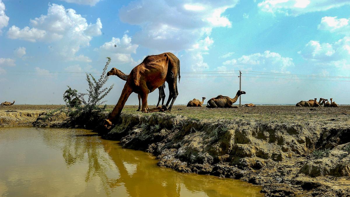 How the Banni grasslands of Kachchh, Gujarat can be restored - The Hindu