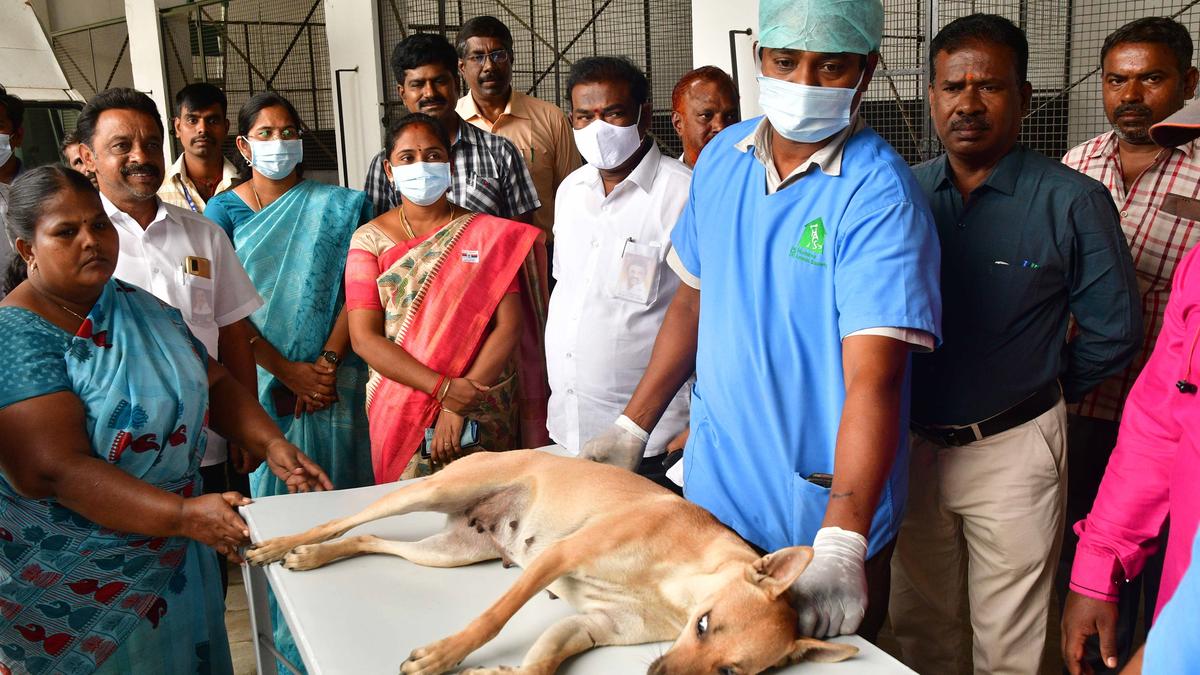 Animal birth control measures to get greater impetus in Coimbatore city ...