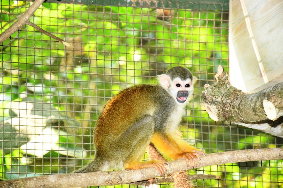 Exotic species of birds, mammals introduced at Pilikula Biological Park ...