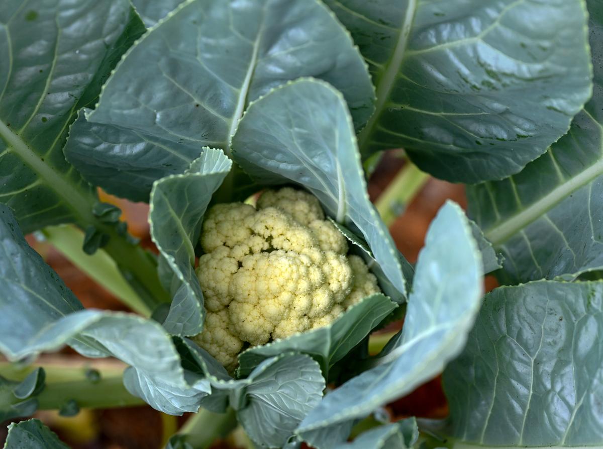 A natural farm from wasteland at Andhra University in Visakhapatnam ...