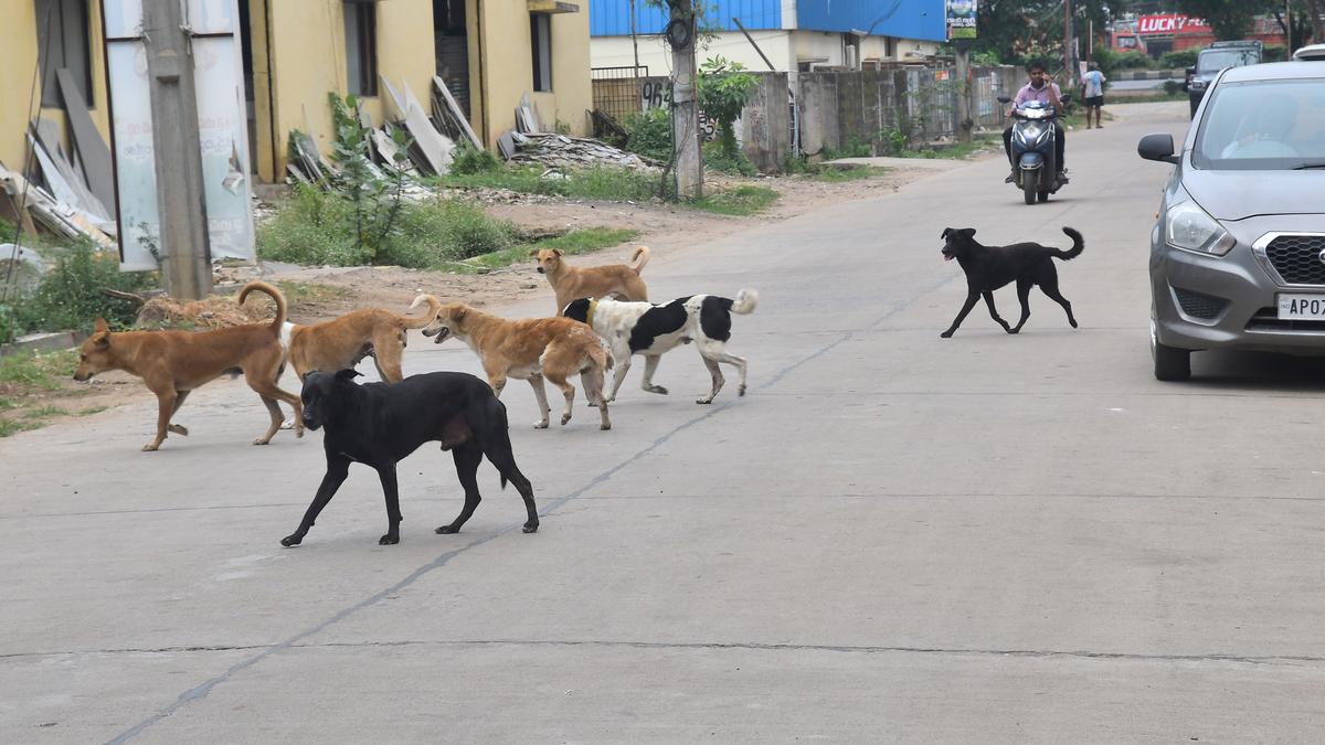 SC to hear stray dog ‘menace’ case on October 18 to iron out a lasting ...