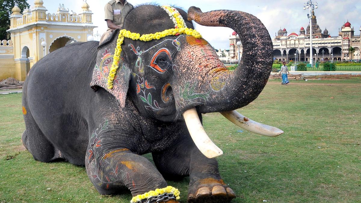 Arjuna was the last of a generation of tuskers who ruled supreme in the ...