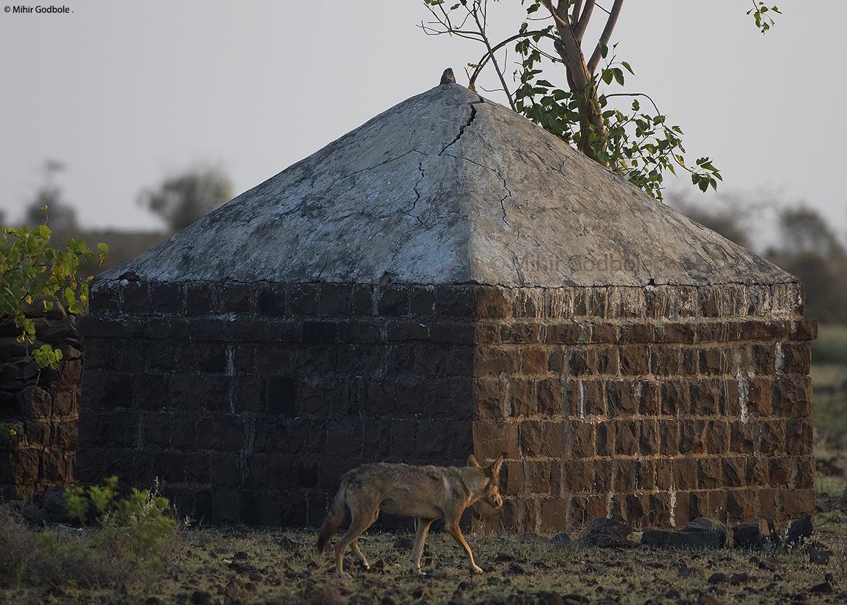 India’s missing wolves - The Hindu
