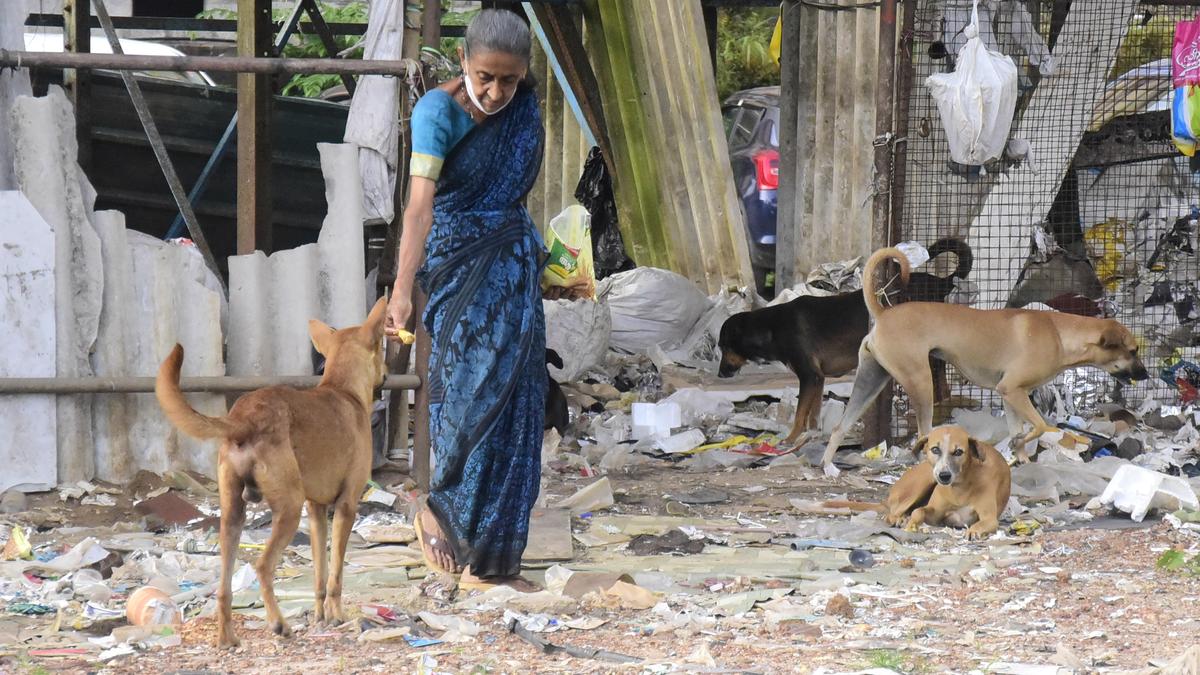 Throwing away food waste causes multiplication of stray dogs: Mayor ...