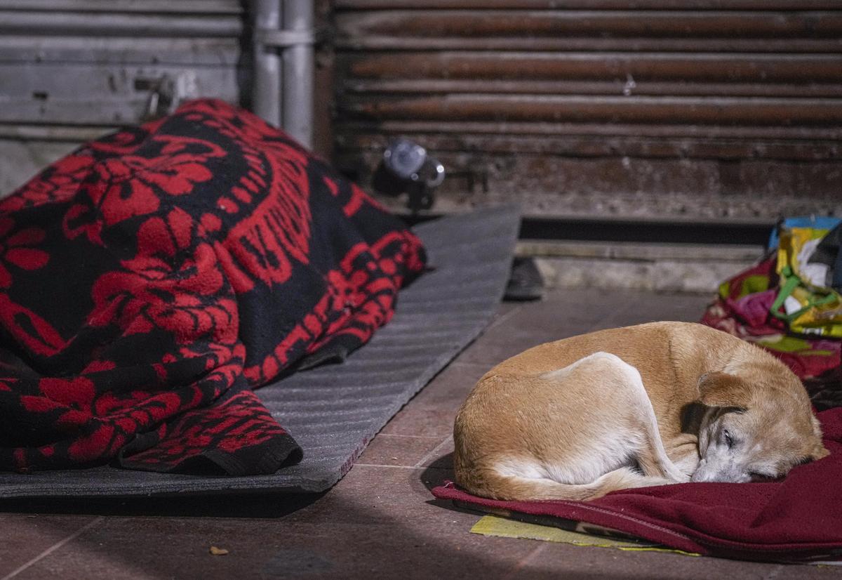 Can India adopt a humane solution to stray dogs issue? - The Hindu