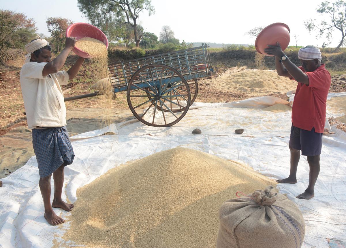 The shrinking hopes of jowar farmers - The Hindu