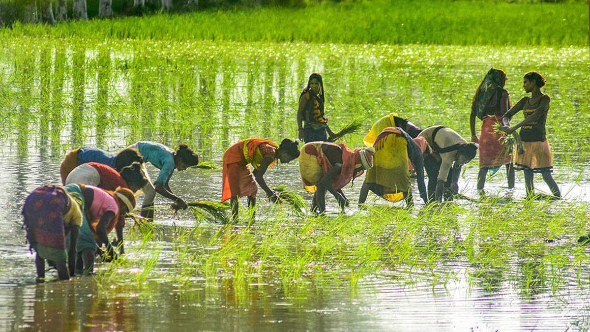 Poor rainfall in Gangetic plains may spike food inflation in near-term ...