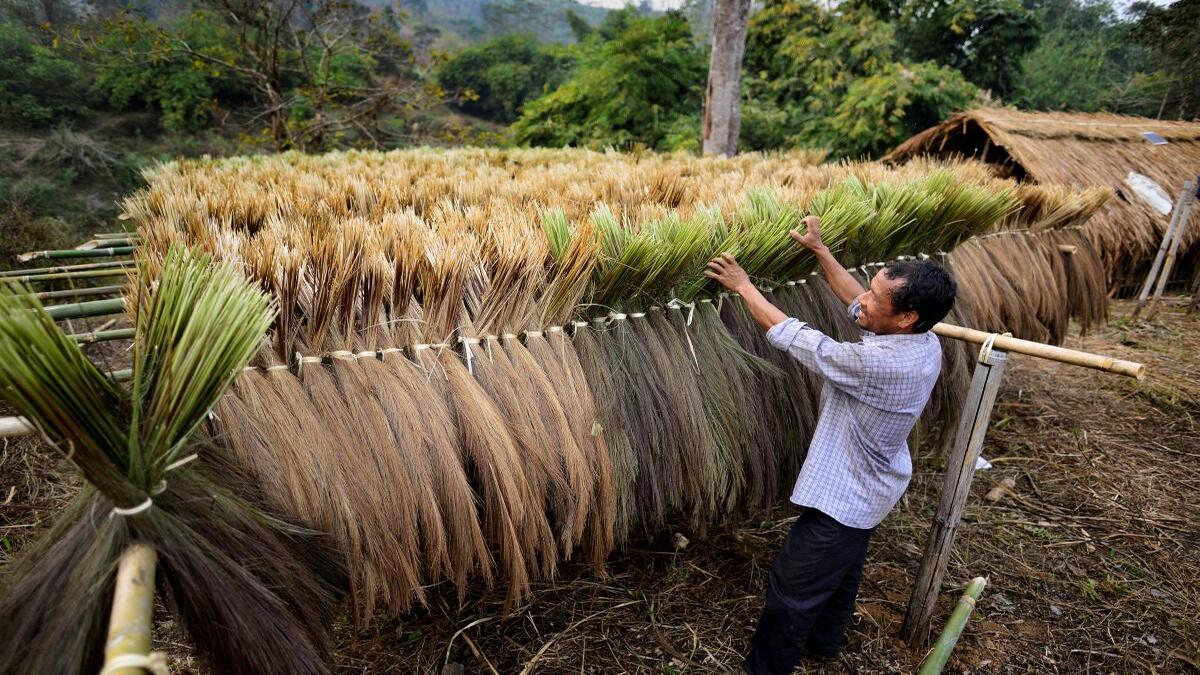How broom grass is harvested in Assam - The Hindu