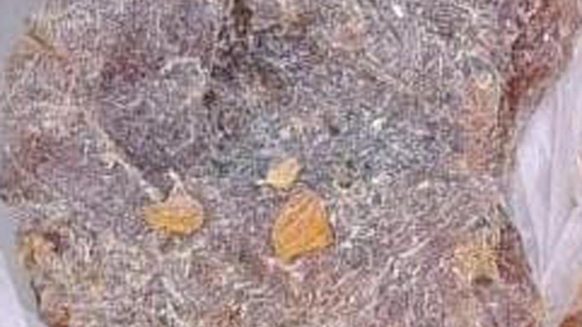 Ambergris worth ₹90 lakh seized - The Hindu