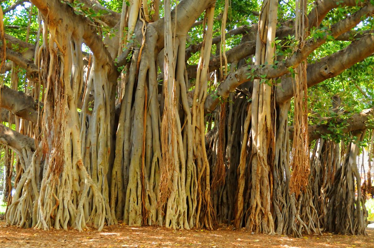The many names of the Banyan in India - The Hindu