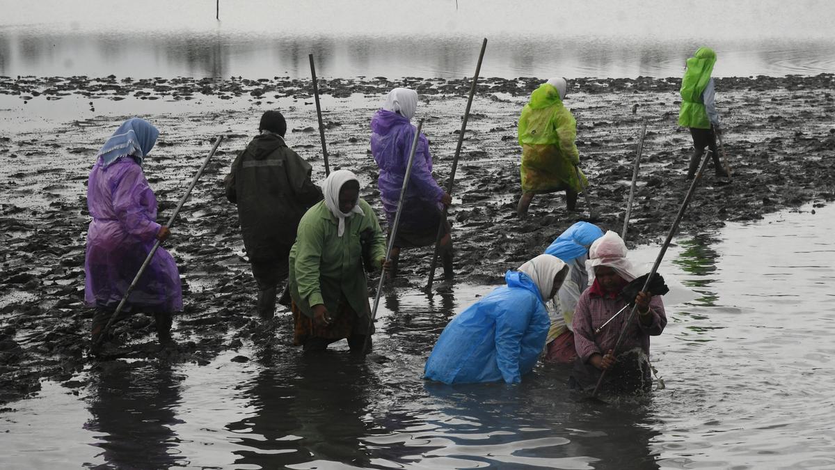 Monsoon becomes active over Kerala - The Hindu