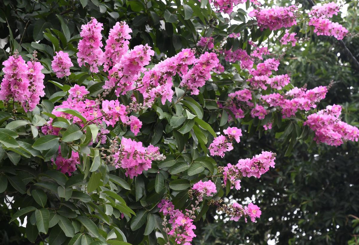 When Bengaluru turns pink, white, yellow, and green - The Hindu