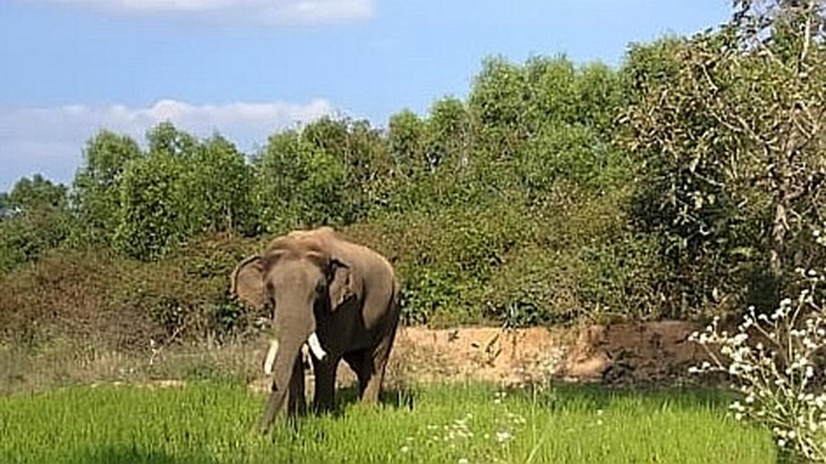 how to draw elephant in telugu