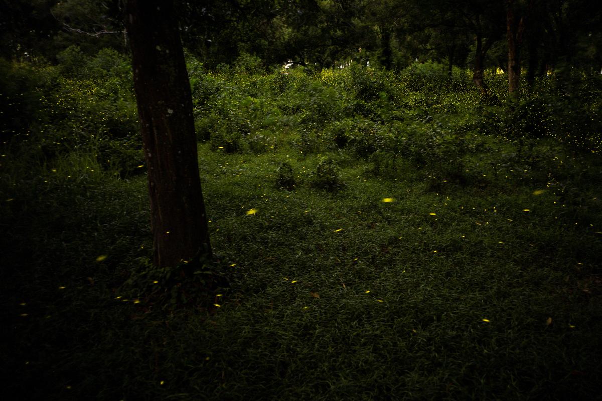 MIT researchers create firefly-like light emitting robots - The Hindu