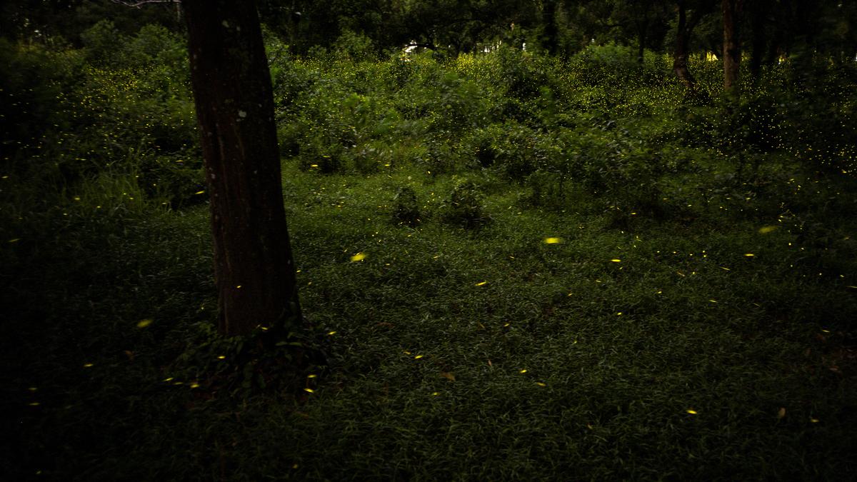 MIT researchers create firefly-like light emitting robots - The Hindu