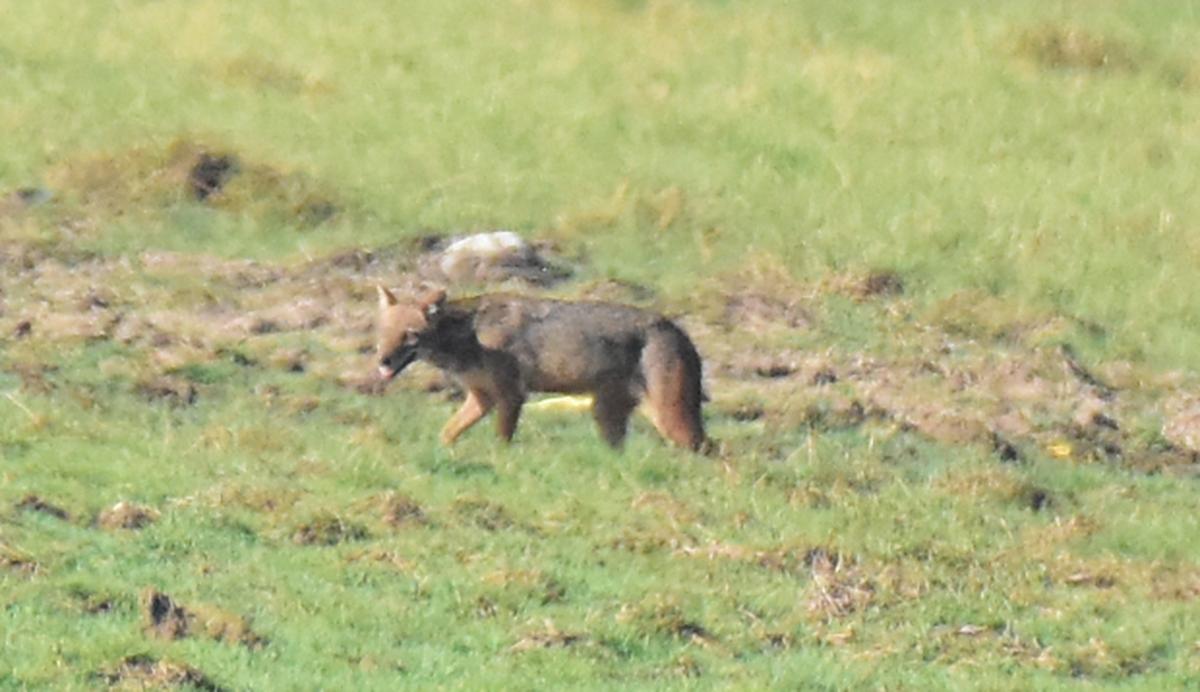 Indian jackal spotted at Perumbakkam wetland - The Hindu