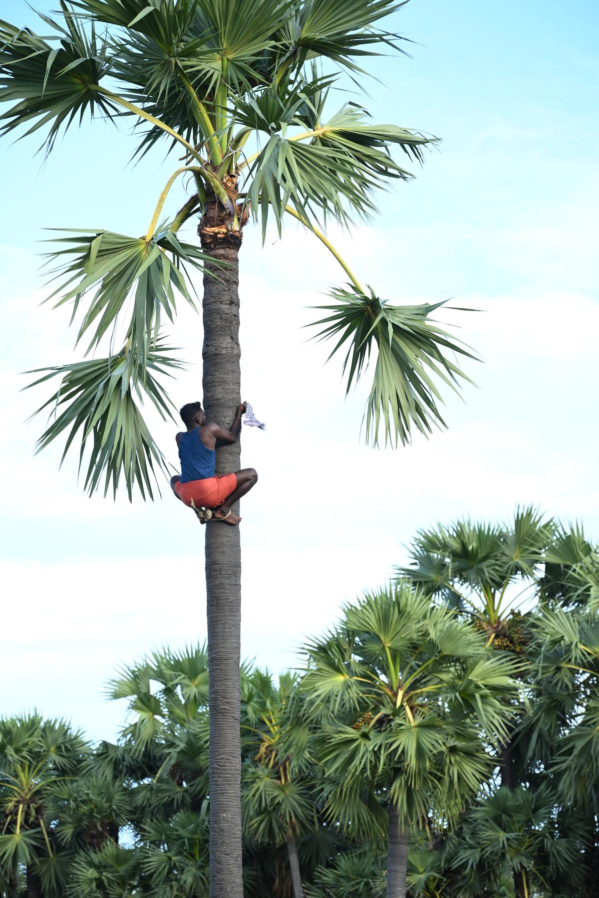 Politics of the palm: A protest wrapped in a festival in Tamil Nadu ...