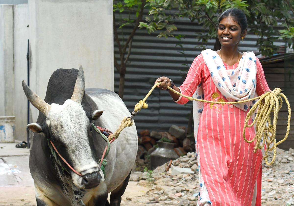 Meet Madurai’s women jallikattu bull rearers - The Hindu