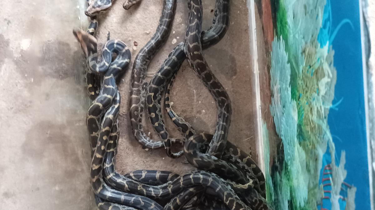 Eight python hatchlings released into Bantwal forest - The Hindu