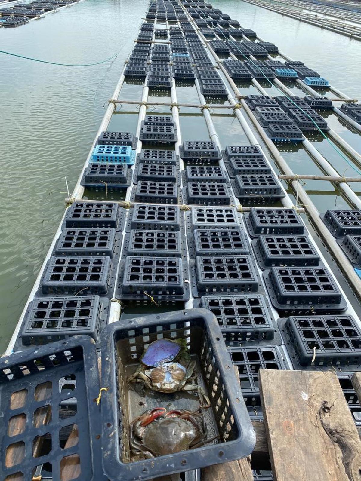 Vijayawada: Soft-shell crab farming picks up in Nagayalanka villages ...