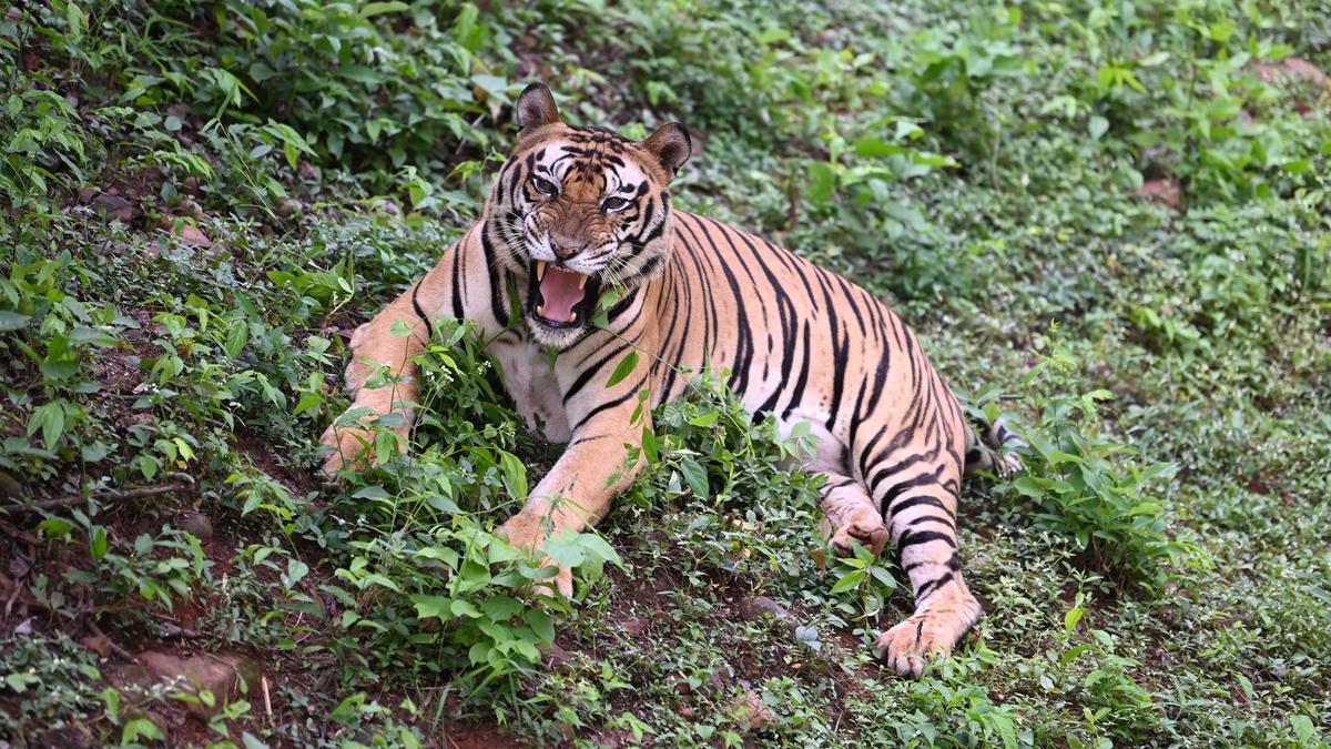 No evidence to link tiger deaths in the Nilgiris to organised poaching ...