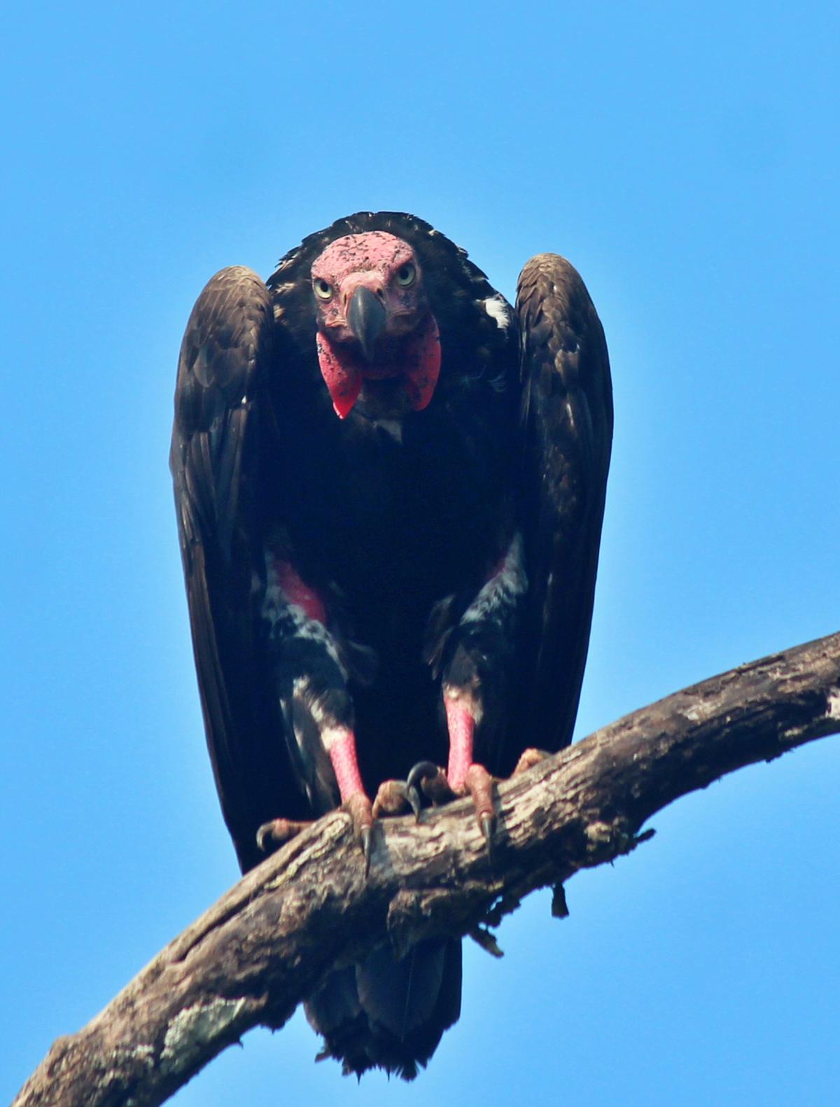 Wayanad Wildlife Sanctuary in Kerala offers a safe haven for vultures ...