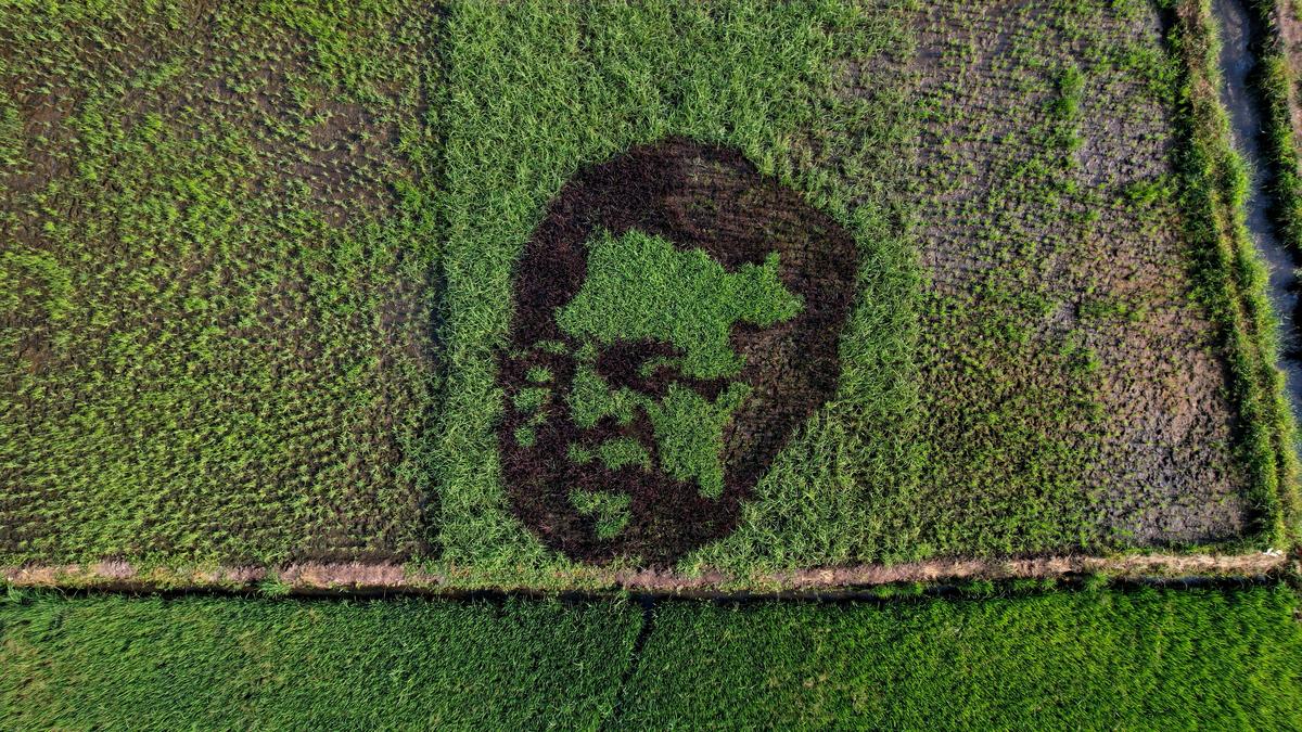 Kerala paddy farmer showcases tambo art to promote medicinal rice ...
