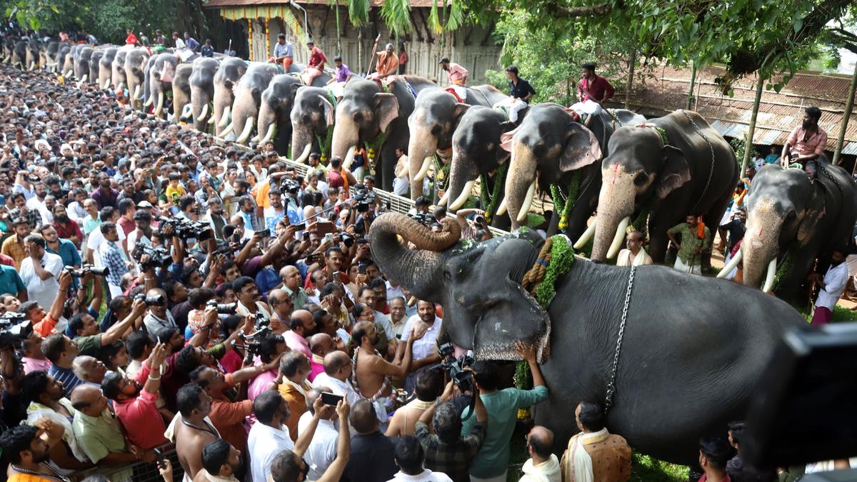Elephants feast on a sumptuous spread at ‘Aanayoottu’ - The Hindu