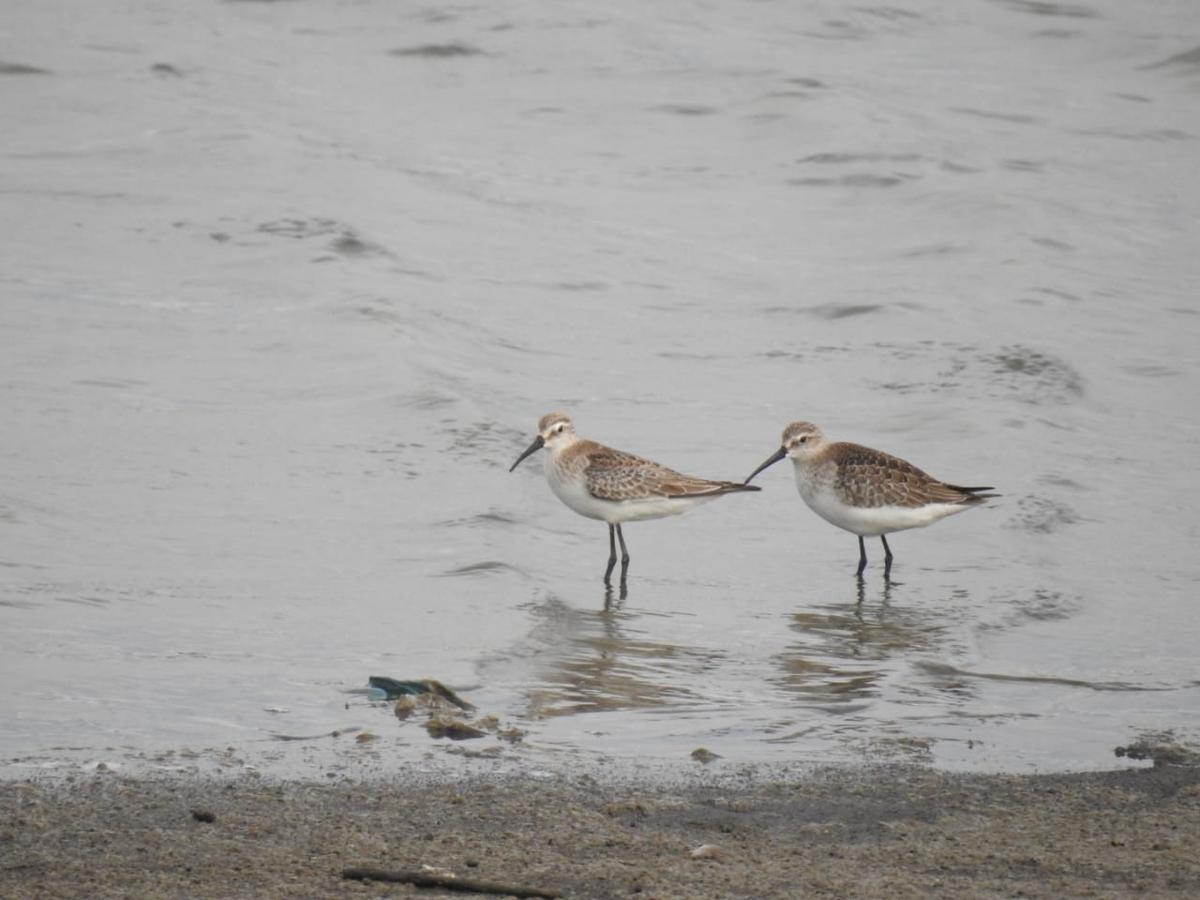 Birds to watch out for in India during the winter - The Hindu