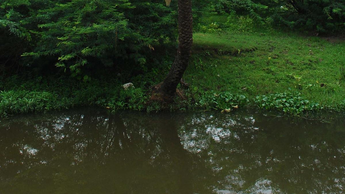 GWMC Commissioner directs plantation along pond bunds - The Hindu