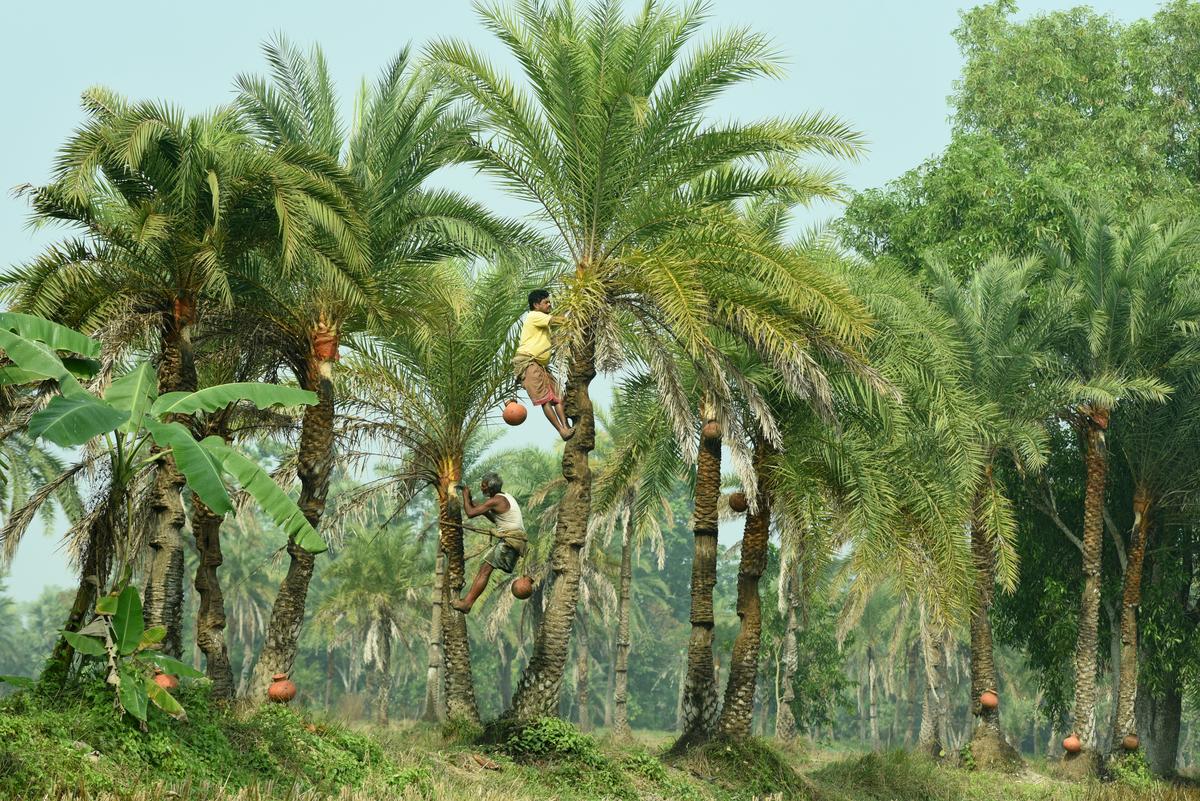 NGT notice to CPCB, Bihar authorities over rise in lightning deaths due ...