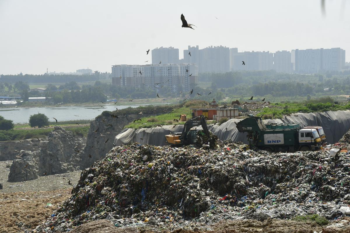 _DSC8291.jpg - The Hindu